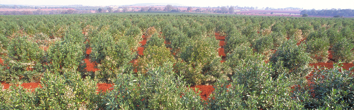 Australian Duboisia Plantations - Australian Alkaloids